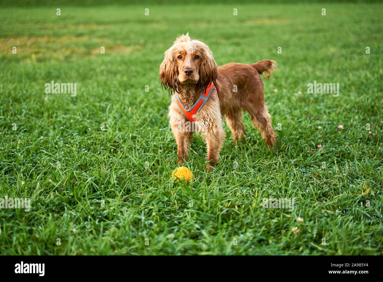 Ginger color curly Spaniel stands on green grass Stock Photo - Alamy