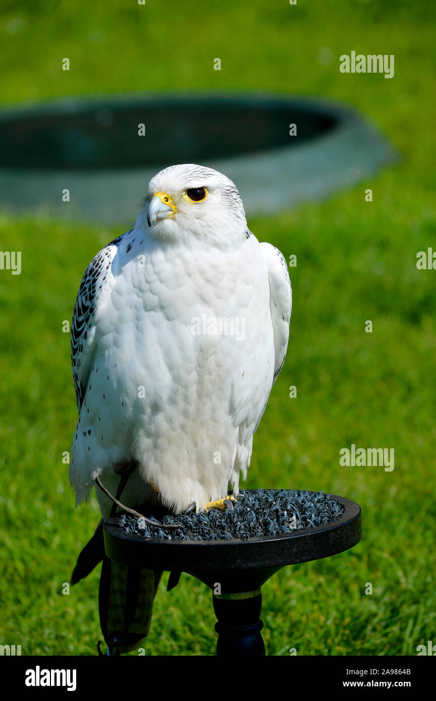Gyrfalcon Latin name Falco rusticolus is the most northerly of all the ...