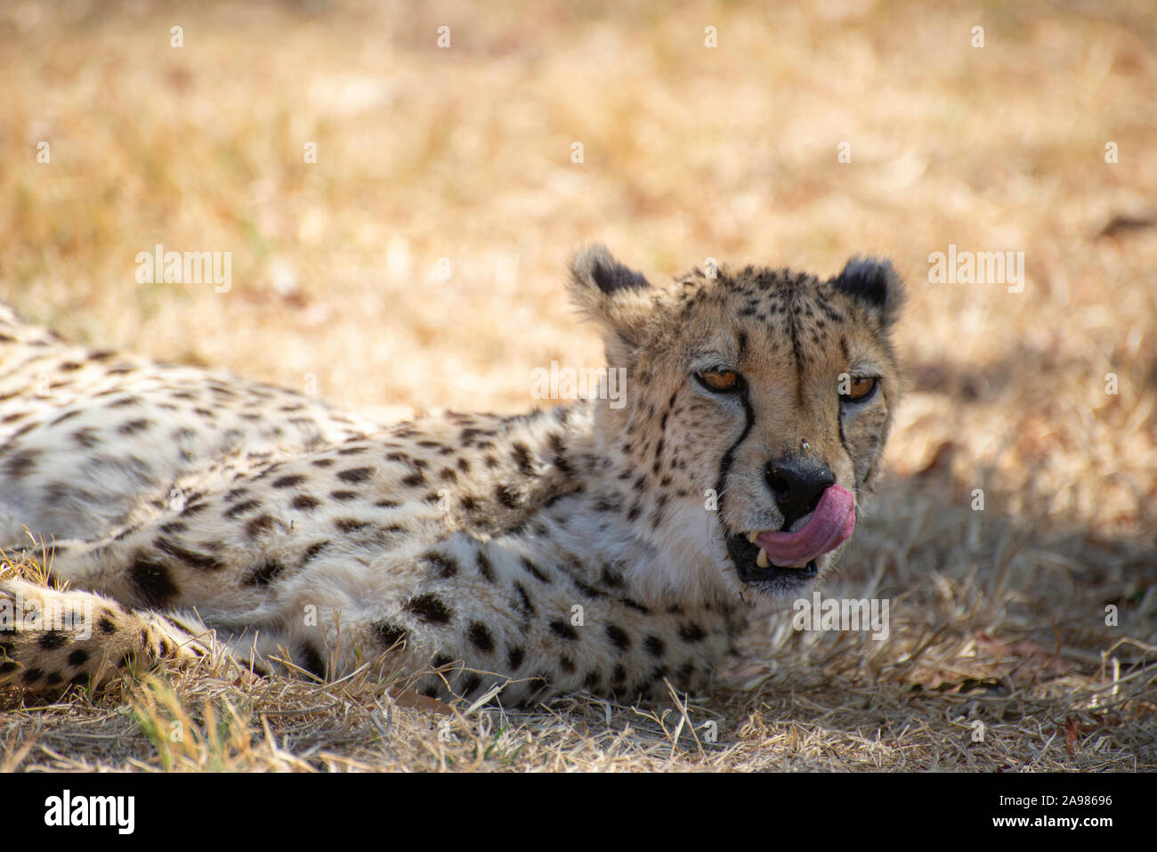 portrait of a wonderful cheetah relaxing in the grass Stock Photo - Alamy