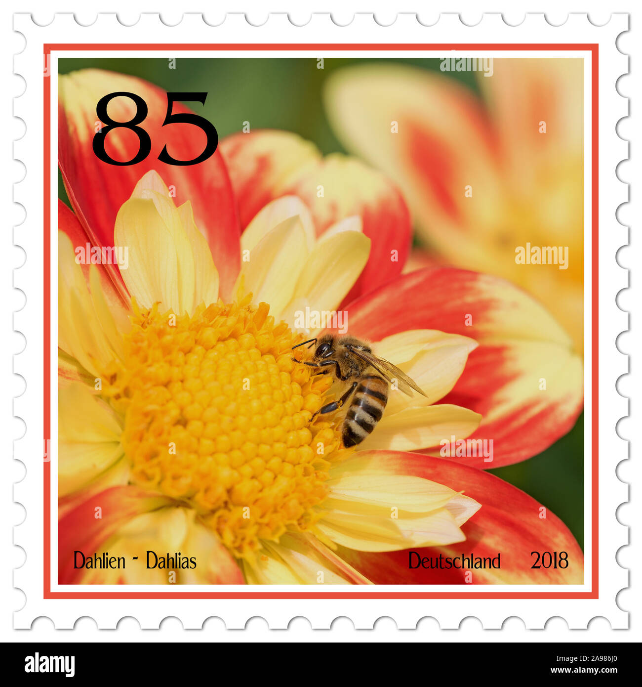 Postage stamp with dahlia motif Stock Photo - Alamy