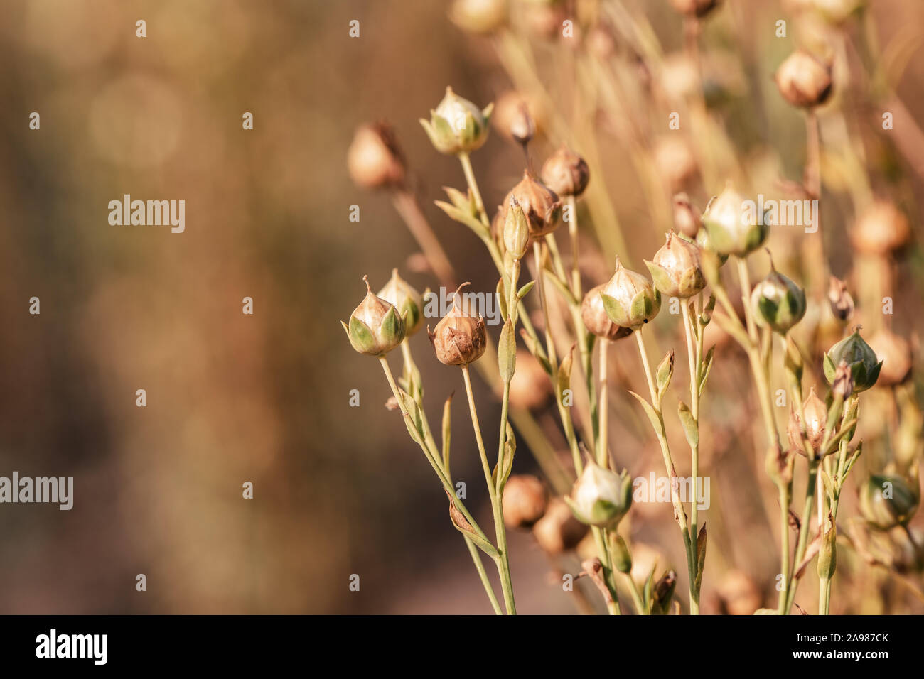 Ripe flax (Linum usitatissimum) capsules in field, selective focus ...