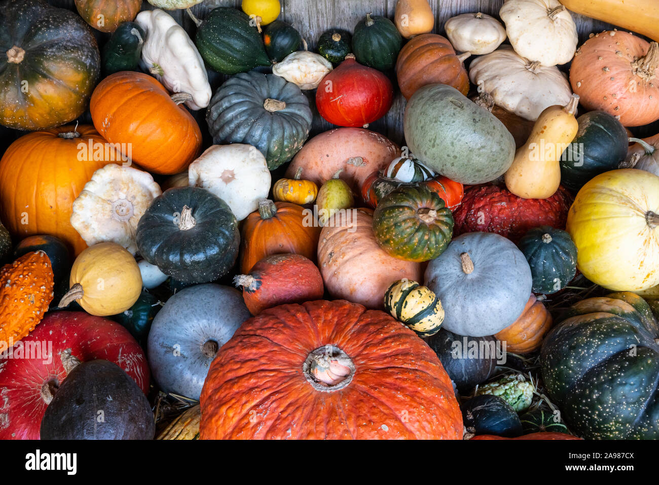 Full frame stock of Autumn Squash harvest Stock Photo - Alamy