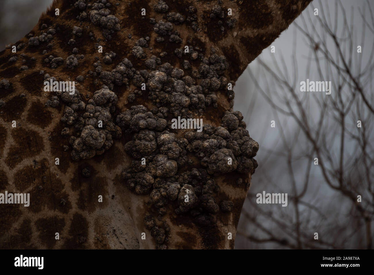 Warts on a giraffe hi-res stock photography and images - Alamy