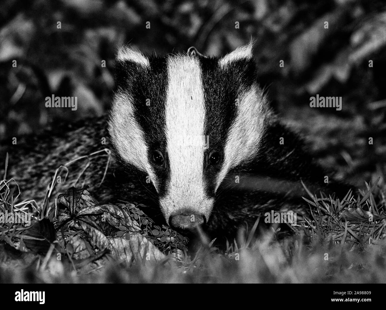 Wet badger Black and White Stock Photos & Images - Alamy