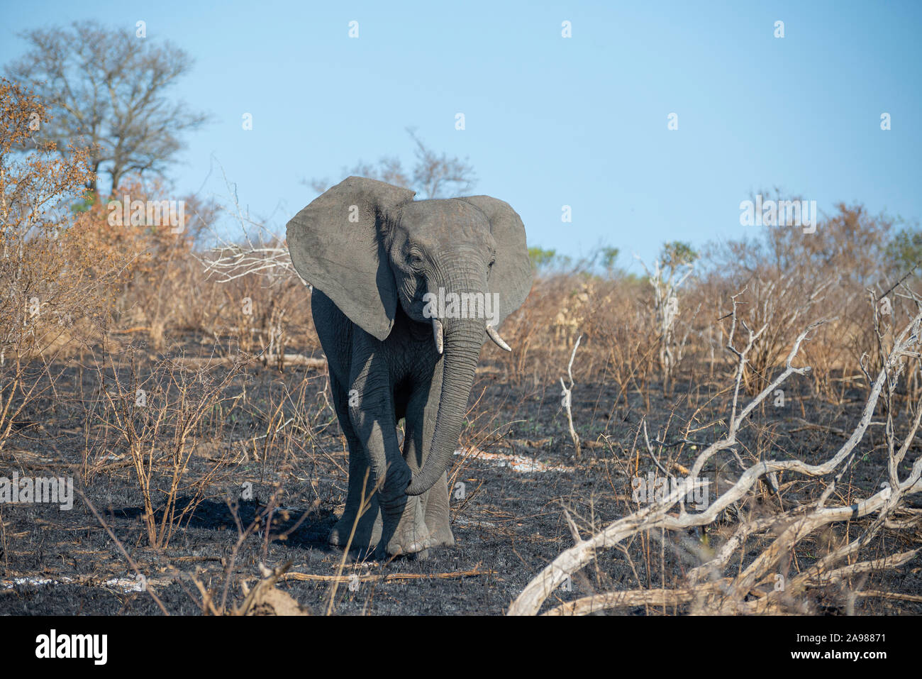 Elephant circle hi-res stock photography and images - Alamy