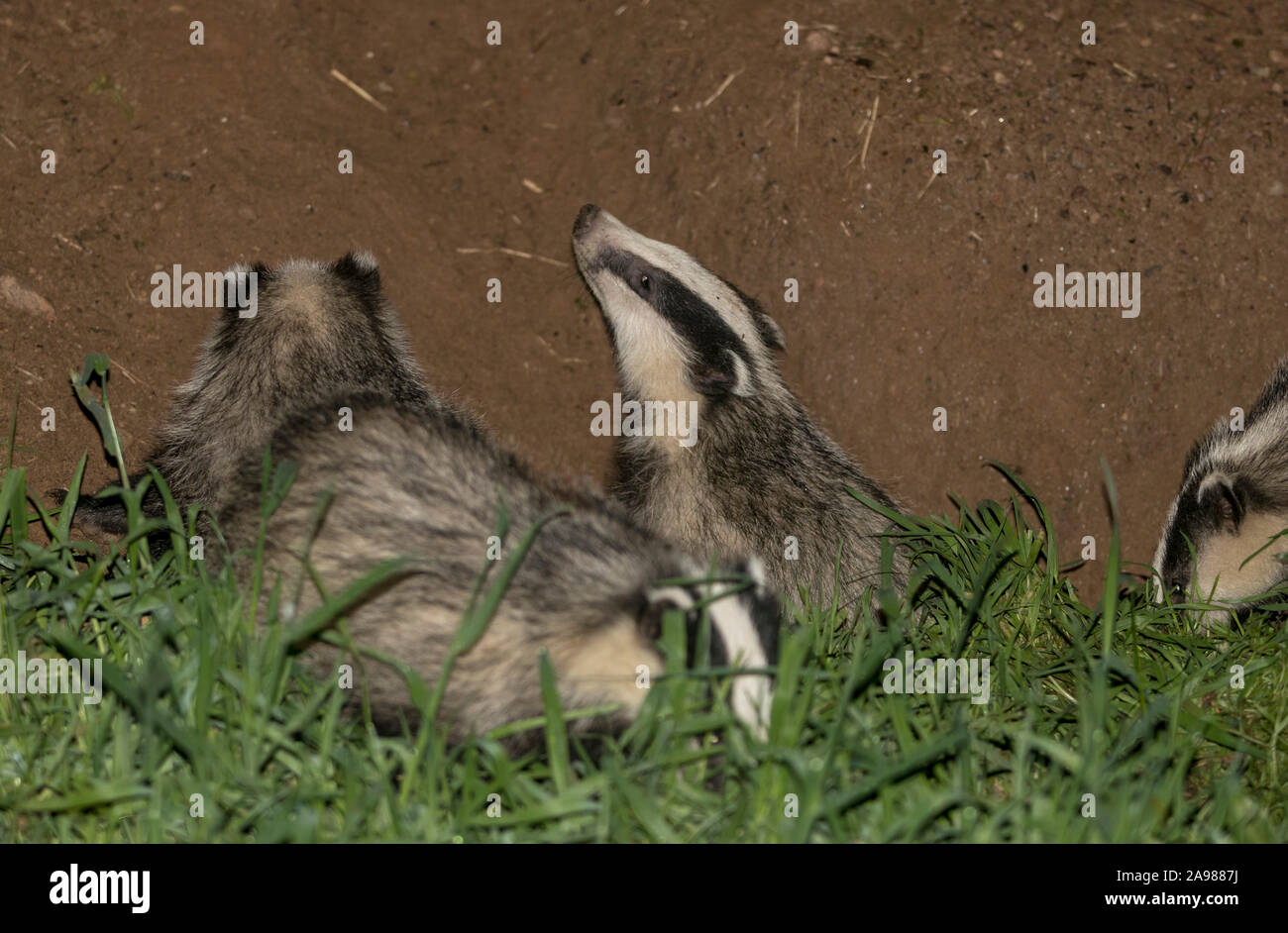 Wild Badgers, Scotland Stock Photo - Alamy