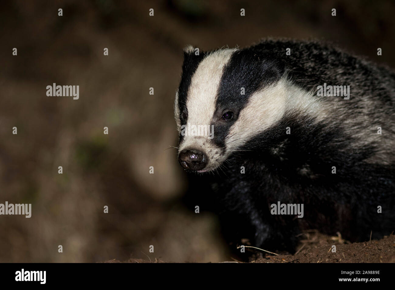 Wild Badgers, Scotland Stock Photo - Alamy