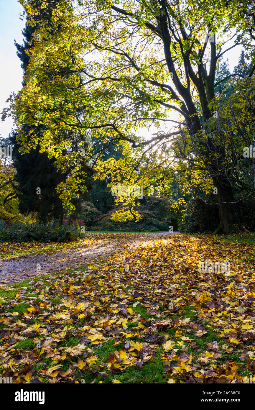 Autumn colours at Westonbirt, The National Arboretum,Gloucestershire ...