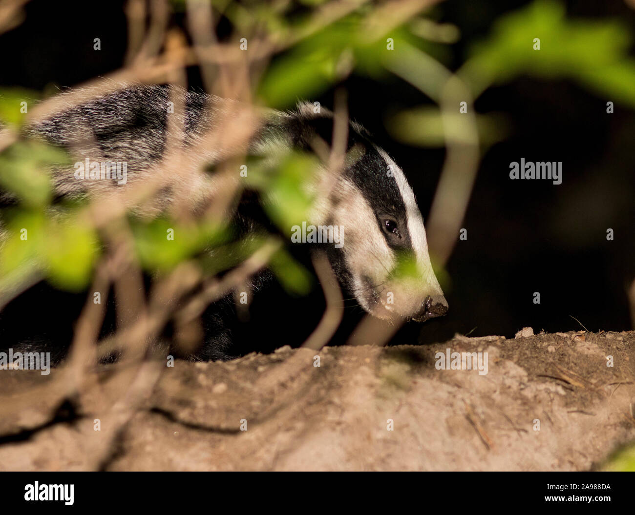 Wet badgers hi-res stock photography and images - Alamy