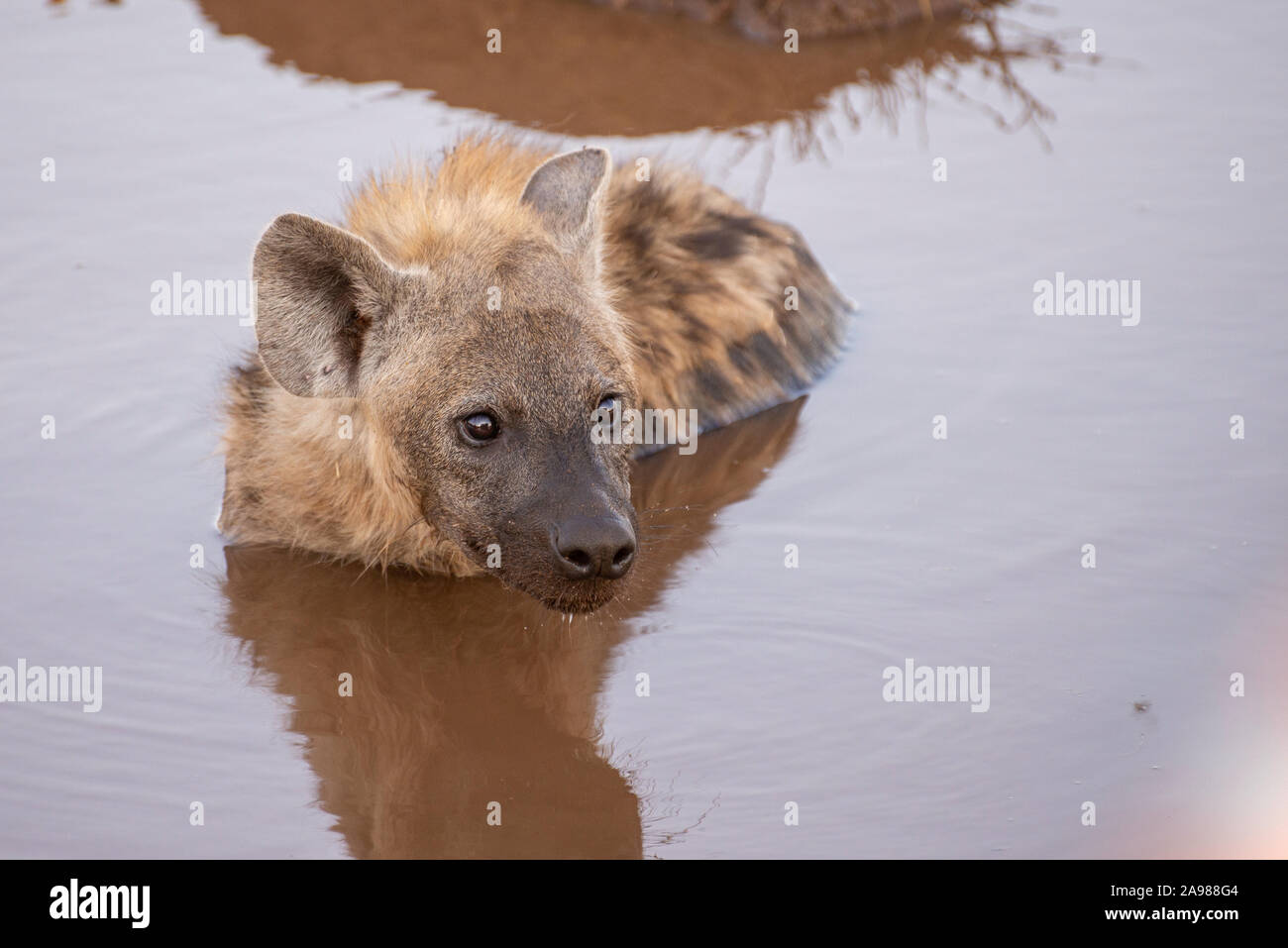 Spotted hyena bathing hi-res stock photography and images - Alamy