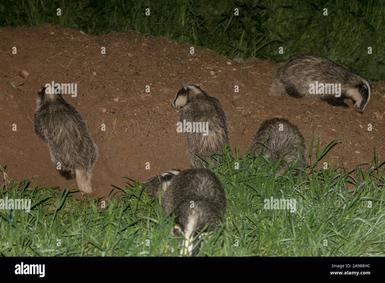Scottish badgers hi-res stock photography and images - Alamy