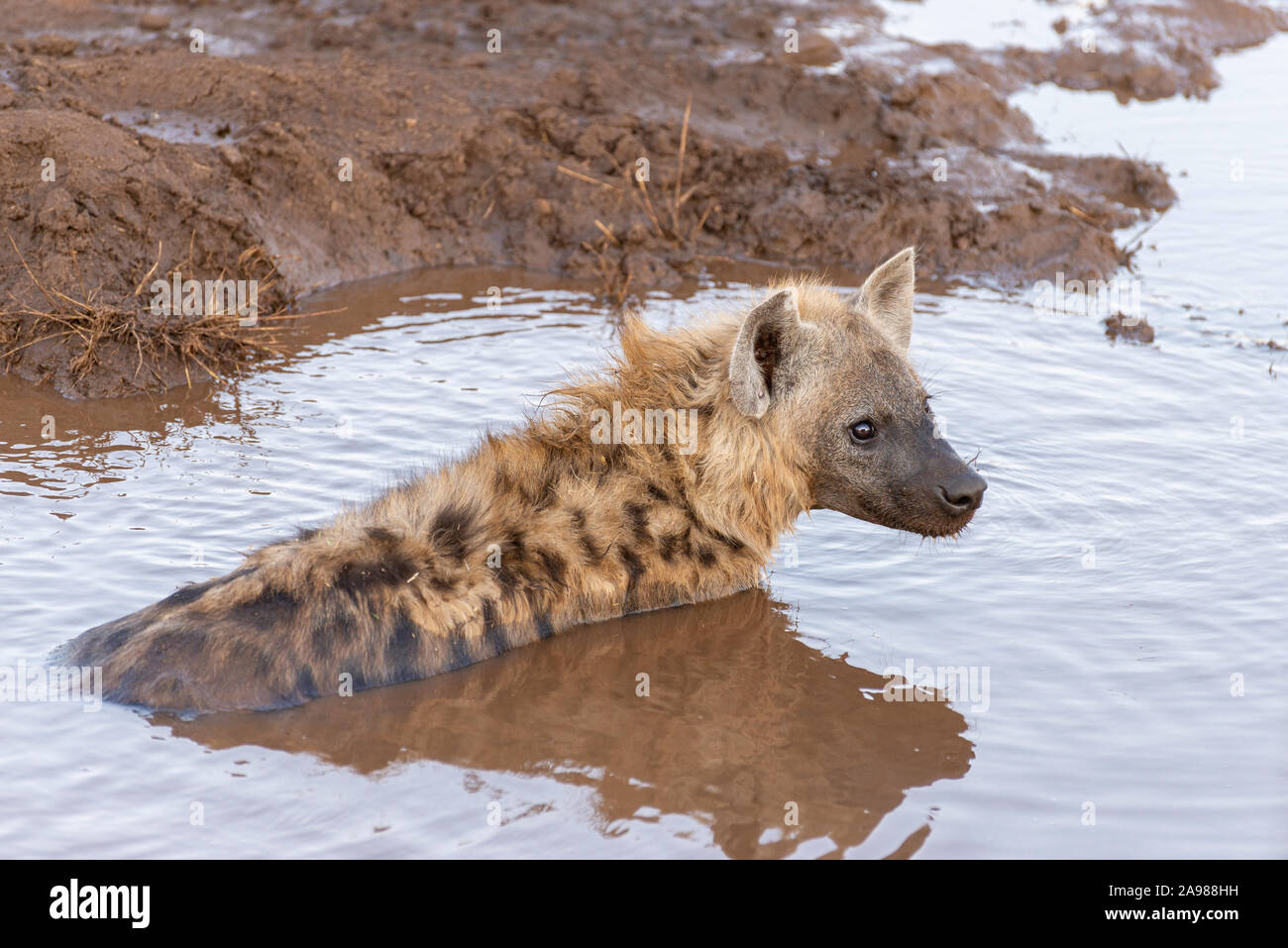 Spotted hyena bathing hi-res stock photography and images - Alamy