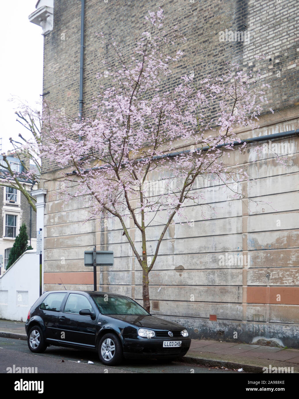 Prunus x subhirtella hi-res stock photography and images - Alamy
