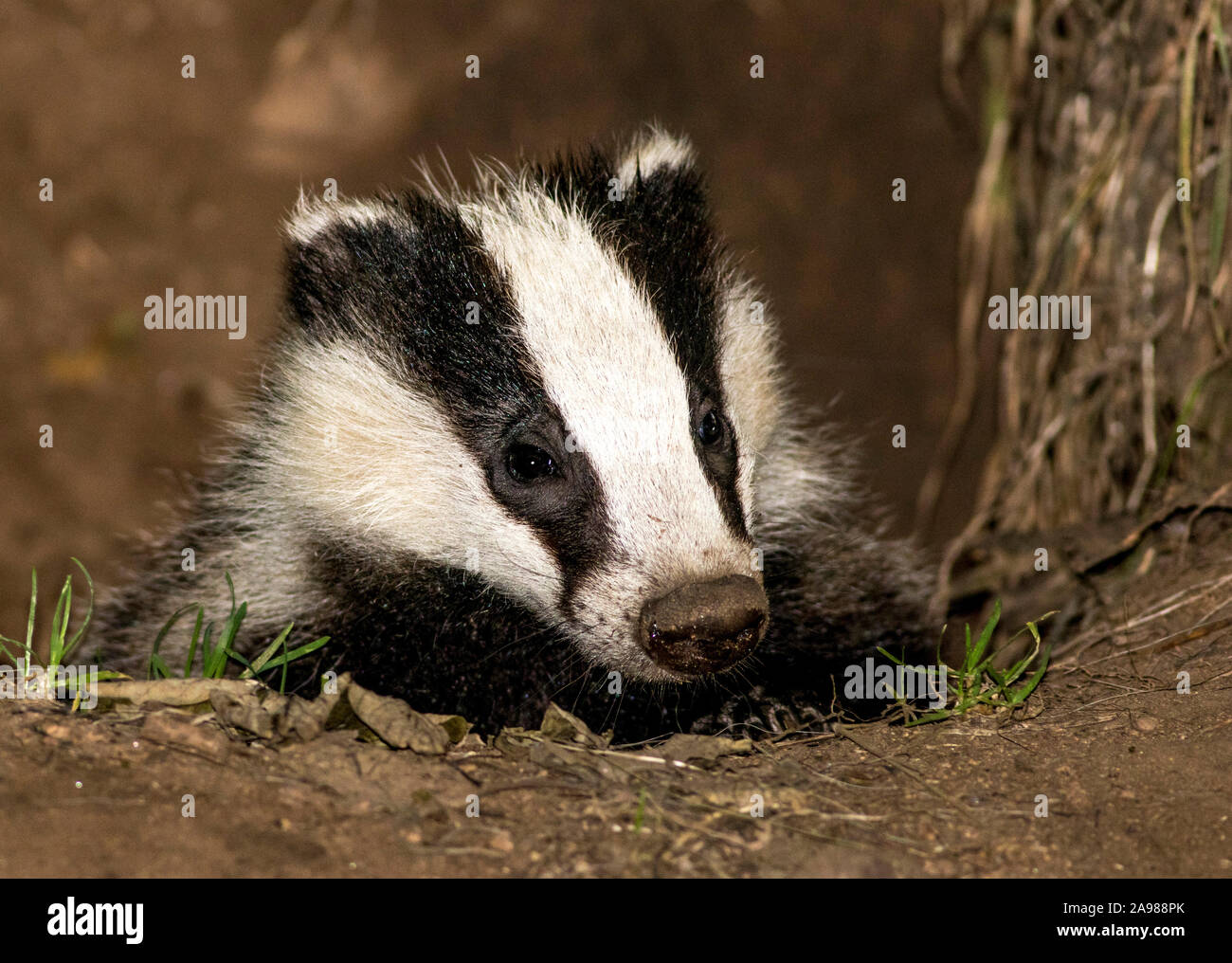 Snuffling for worms hi-res stock photography and images - Alamy