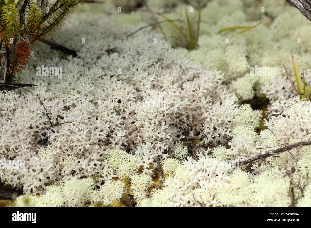 Lichen plant growing on the ground Stock Photo - Alamy