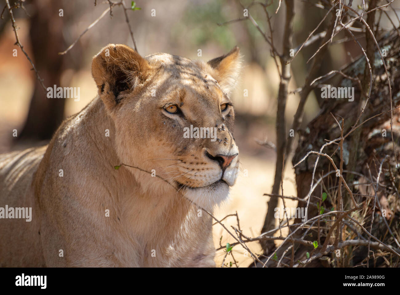 portrait of a beautiful female lion relaxing in the grass of the ...