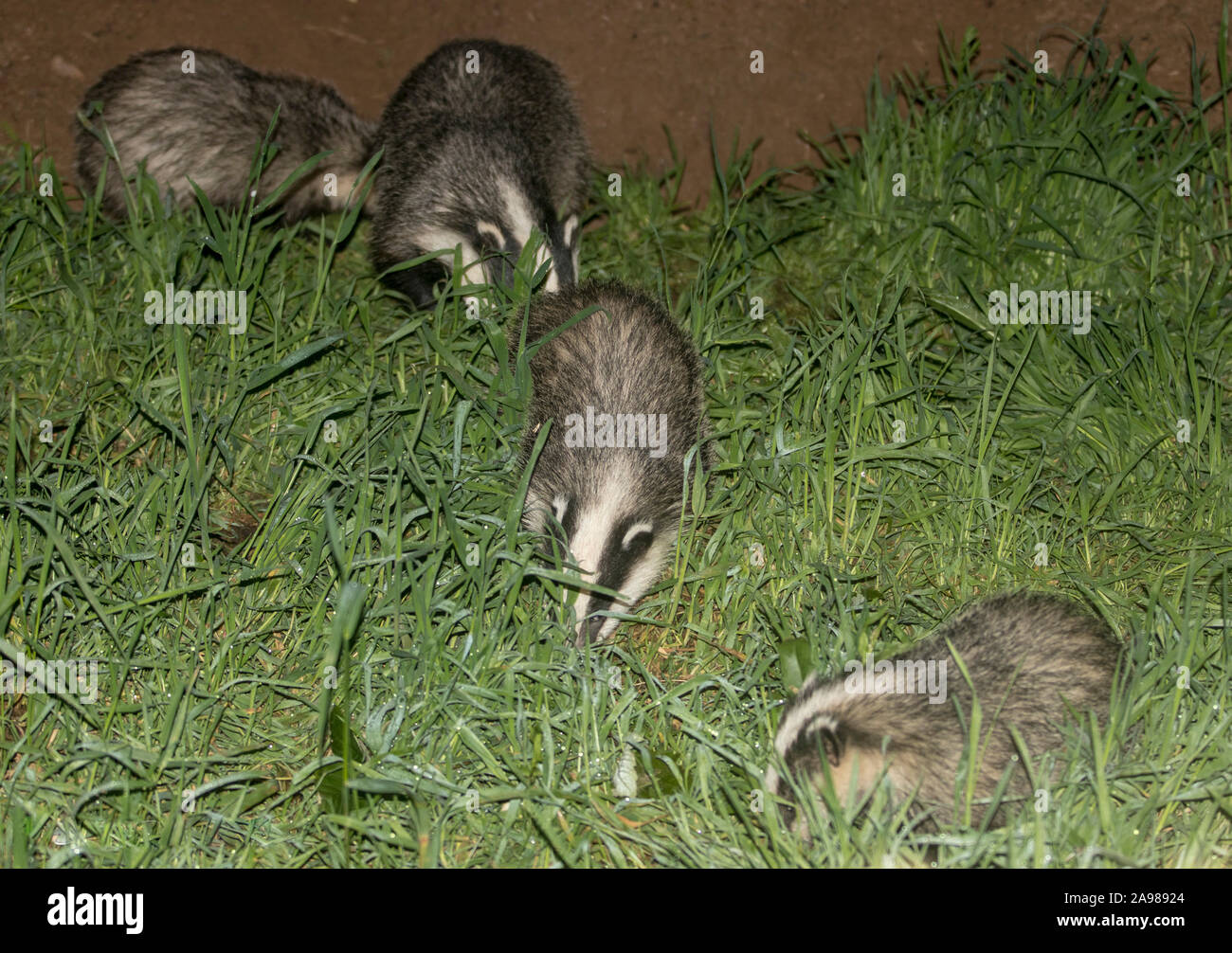 Scottish badgers hi-res stock photography and images - Alamy