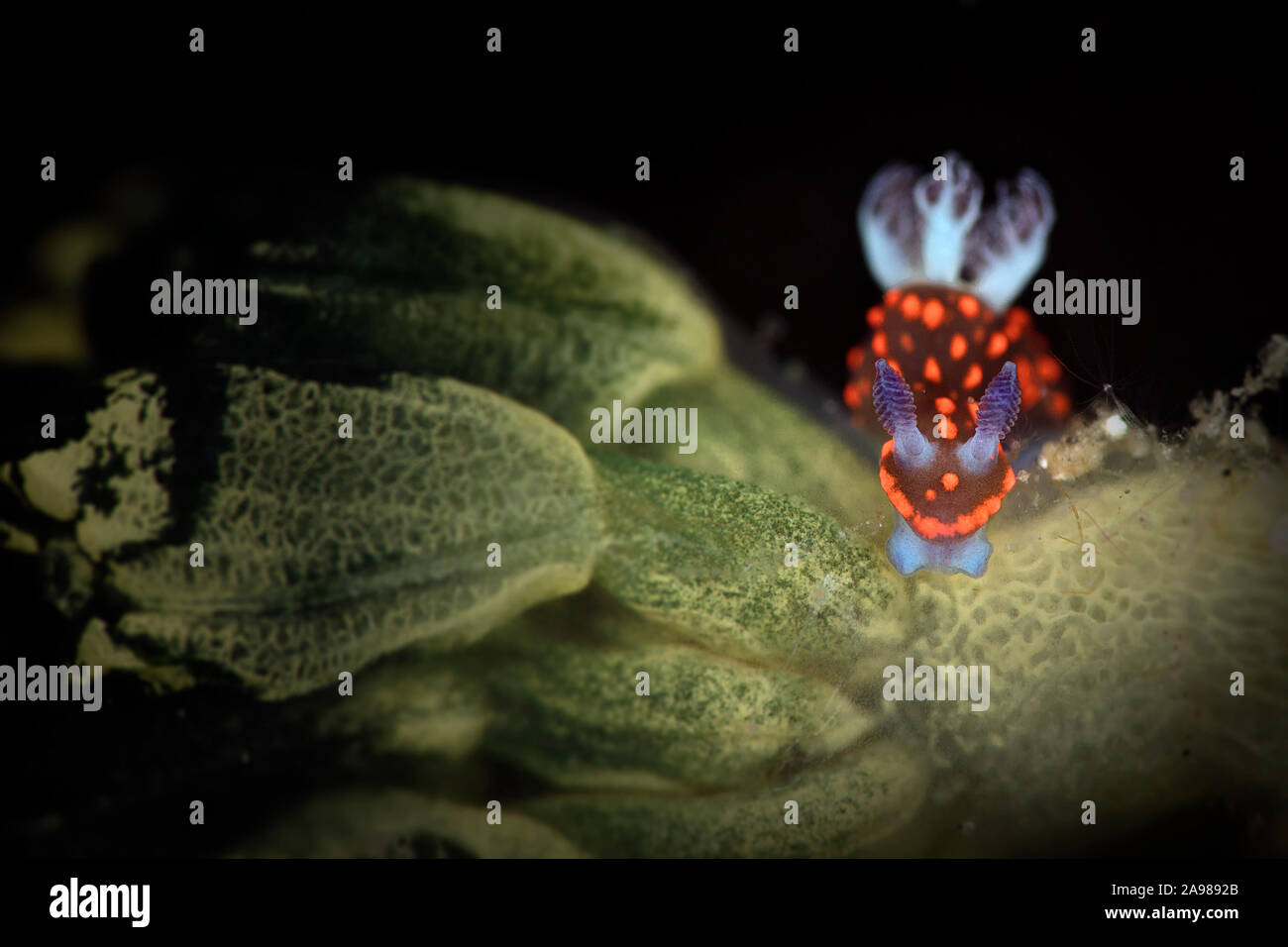 Nudibranch Nembrotha sp. Underwater macro photography from Lembeh ...