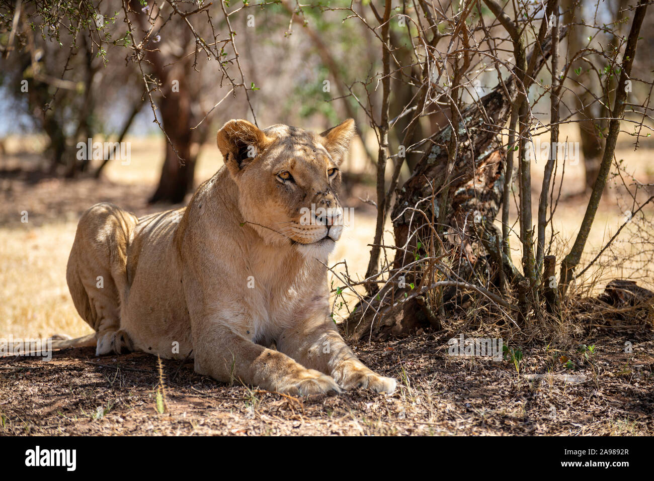 portrait of a beautiful female lion relaxing in the grass of the ...