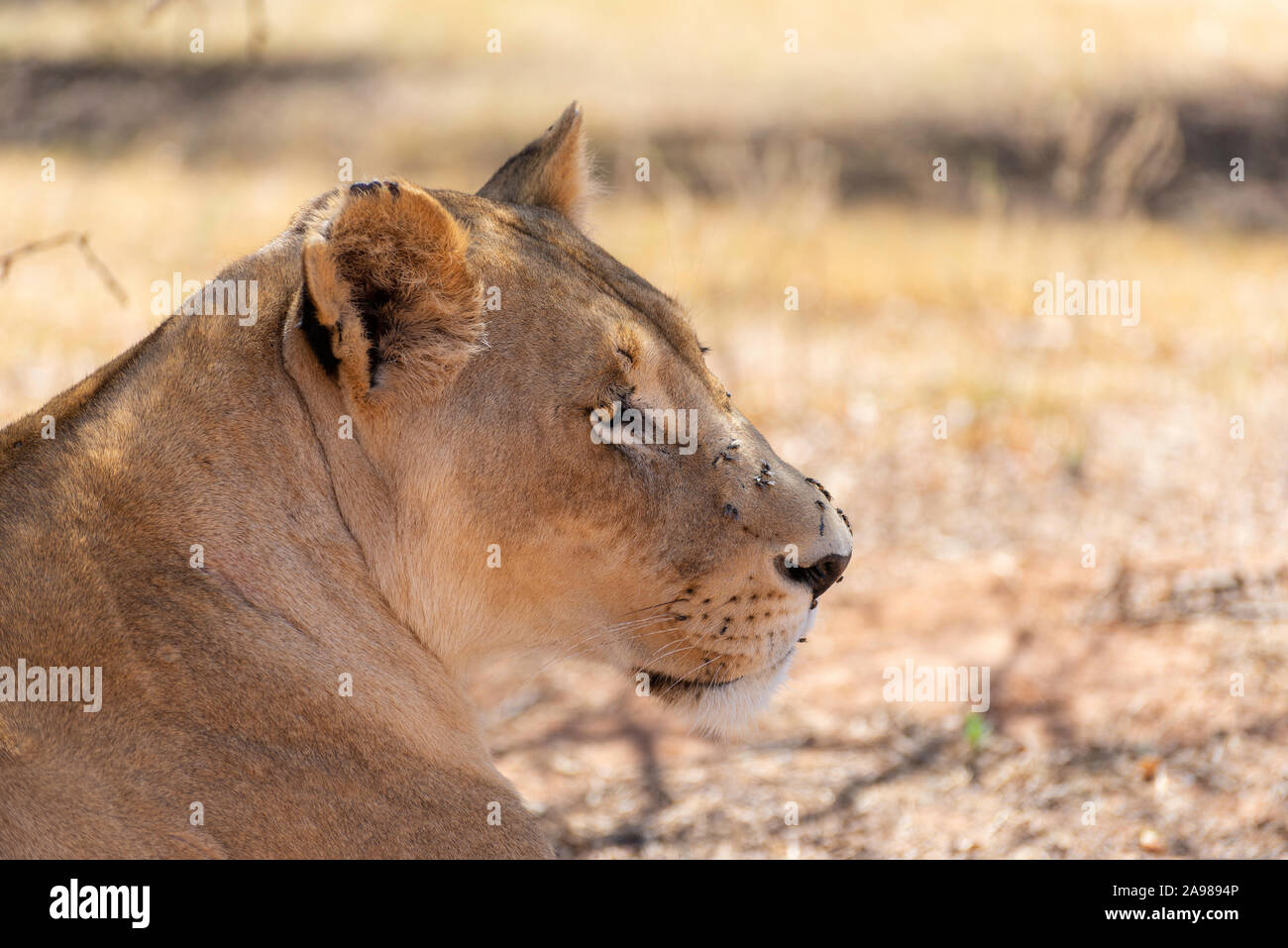 portrait of a beautiful female lion relaxing in the grass of the ...