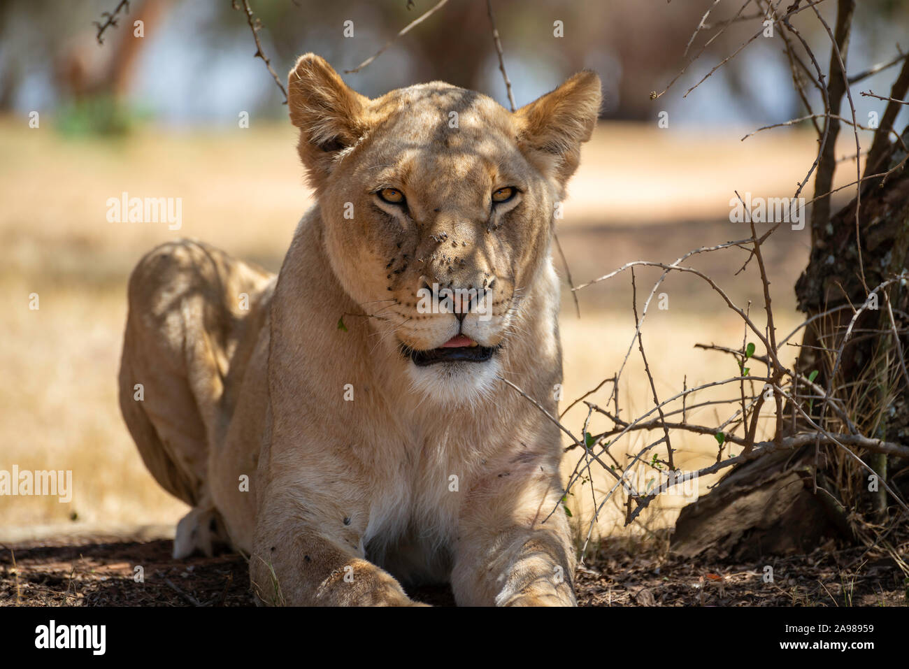 portrait of a beautiful female lion relaxing in the grass of the ...