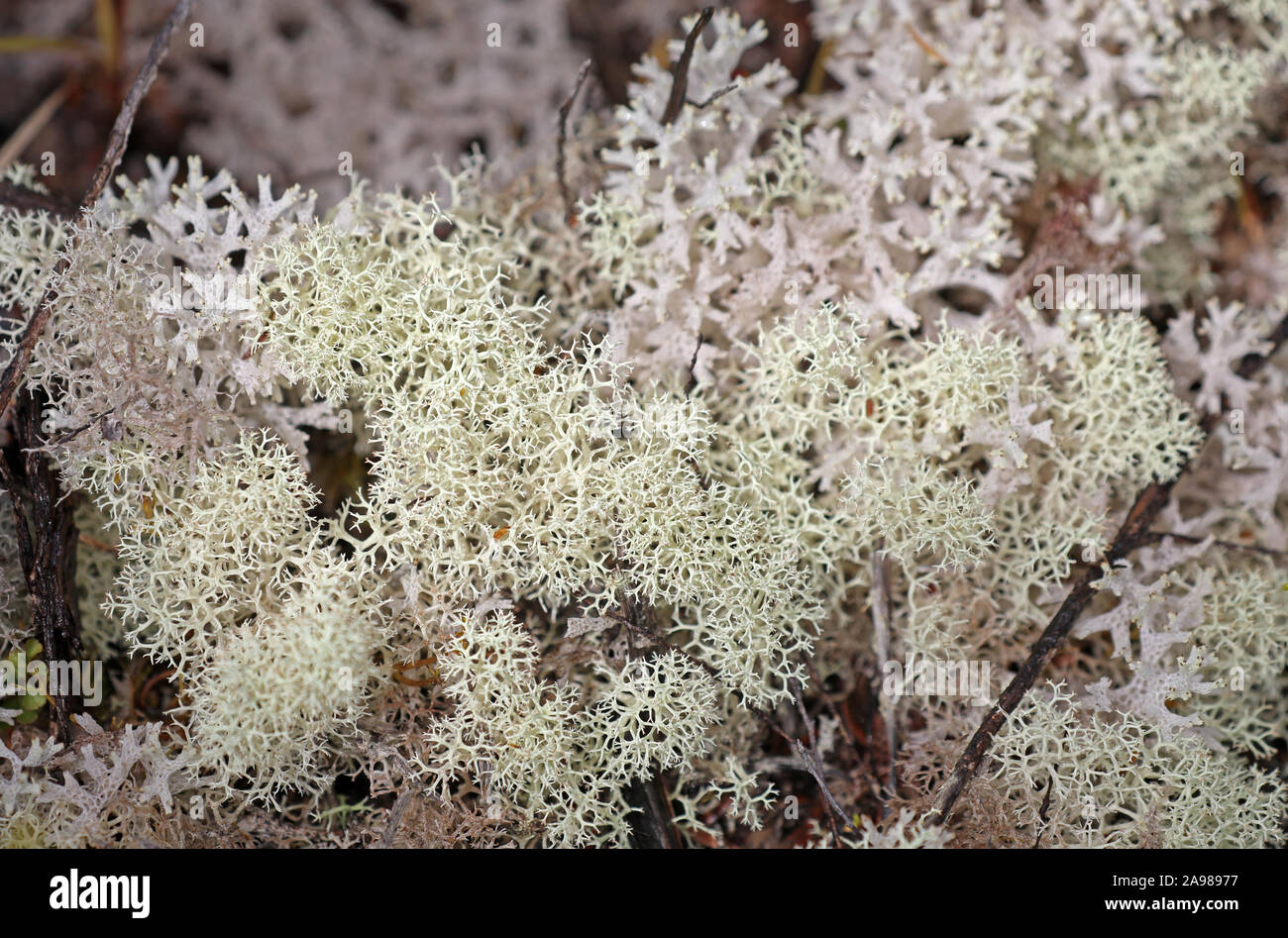 Lichen plant growing on the ground Stock Photo - Alamy