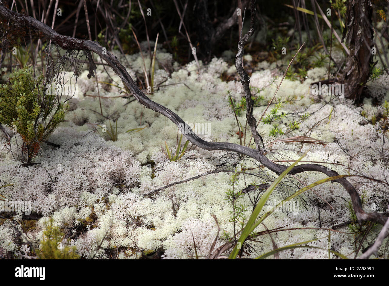 Lichen plant growing on the ground Stock Photo - Alamy
