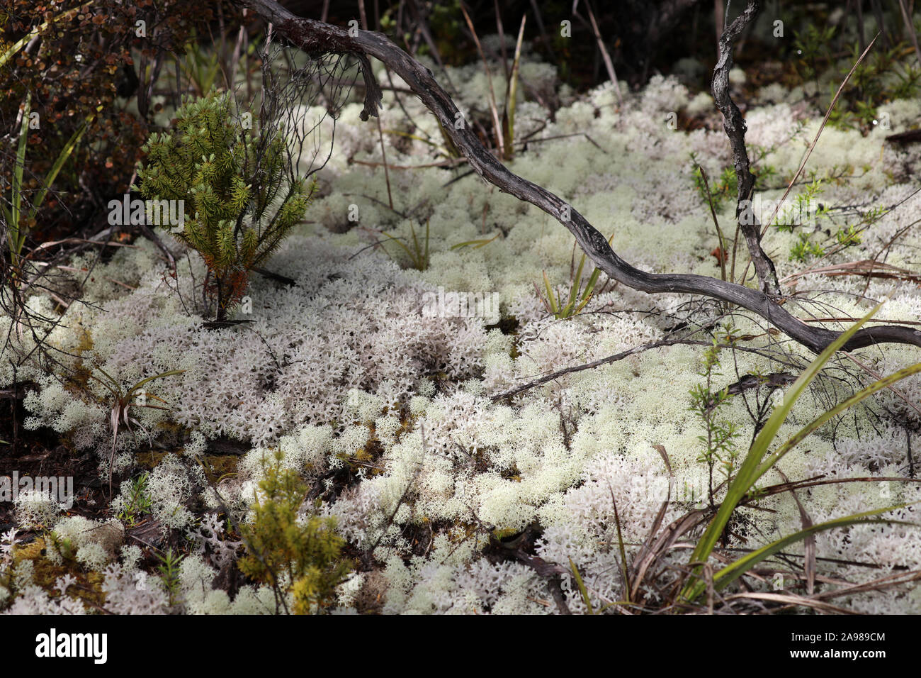 Lichen plant growing on the ground Stock Photo - Alamy