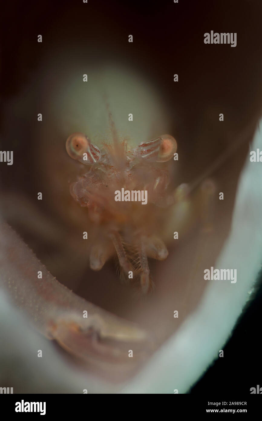 Streptopus hi-res stock photography and images - Alamy