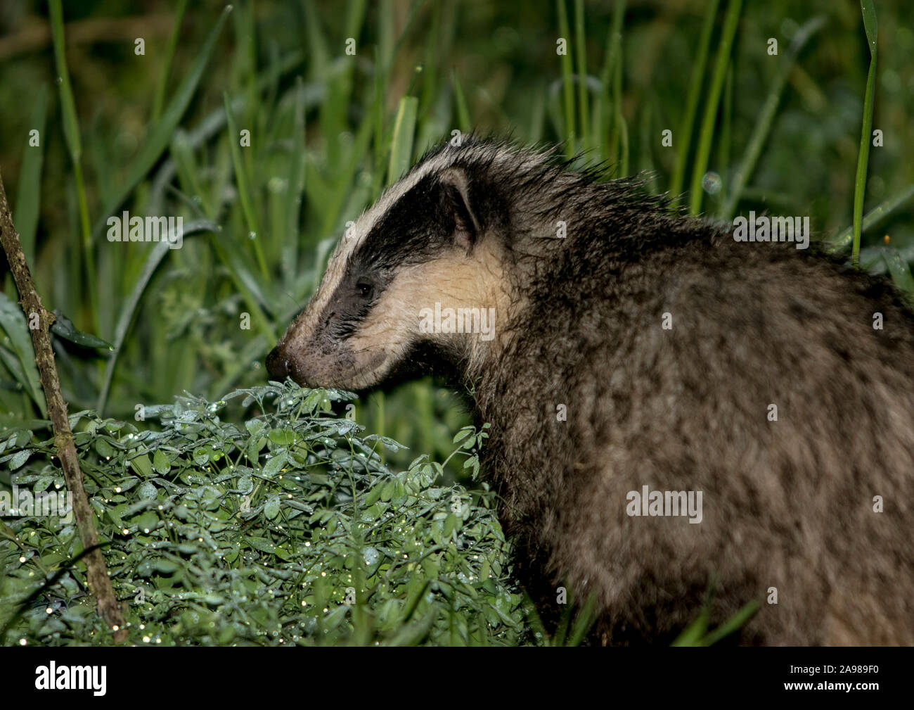 Snuffling for worms hi-res stock photography and images - Alamy