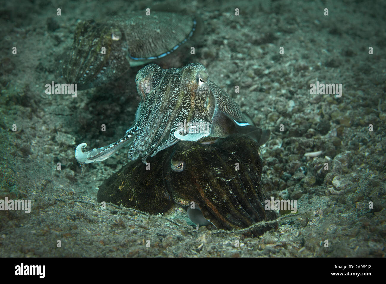 Picture animals hi-res stock photography and images - Alamy