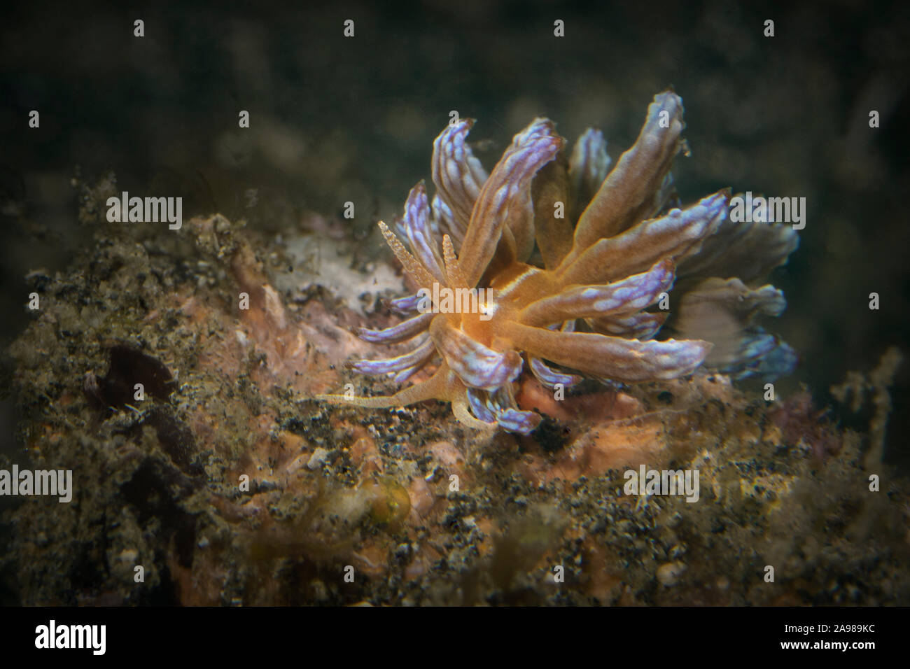 Nudibranch Phyllodesmium lizardensis. Underwater macro photography from ...