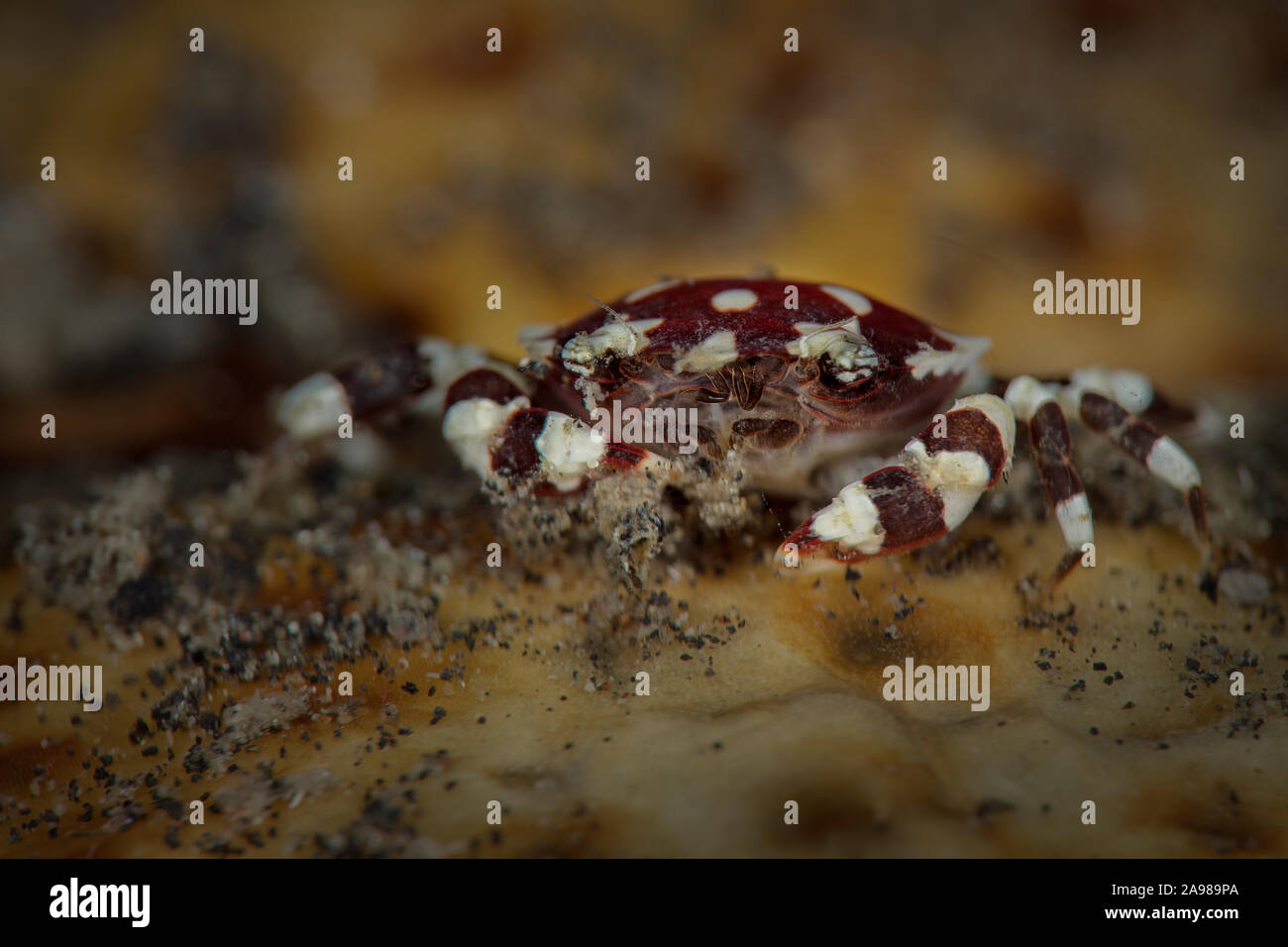 Red-spotted white crab (Liocarcinus orbicularis) on the Sea cucumbers ...