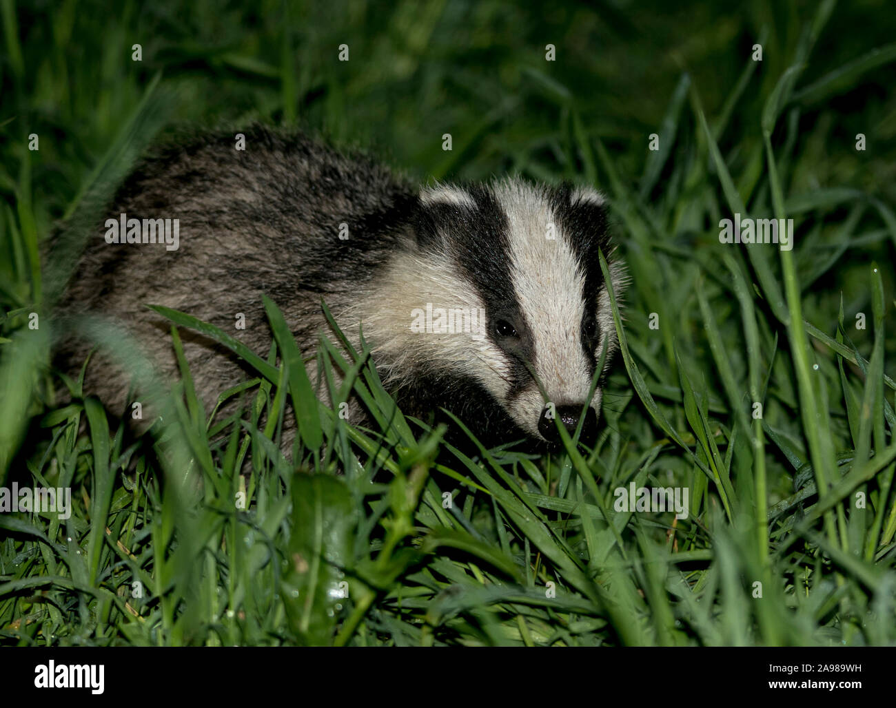 Scottish badgers hi-res stock photography and images - Alamy
