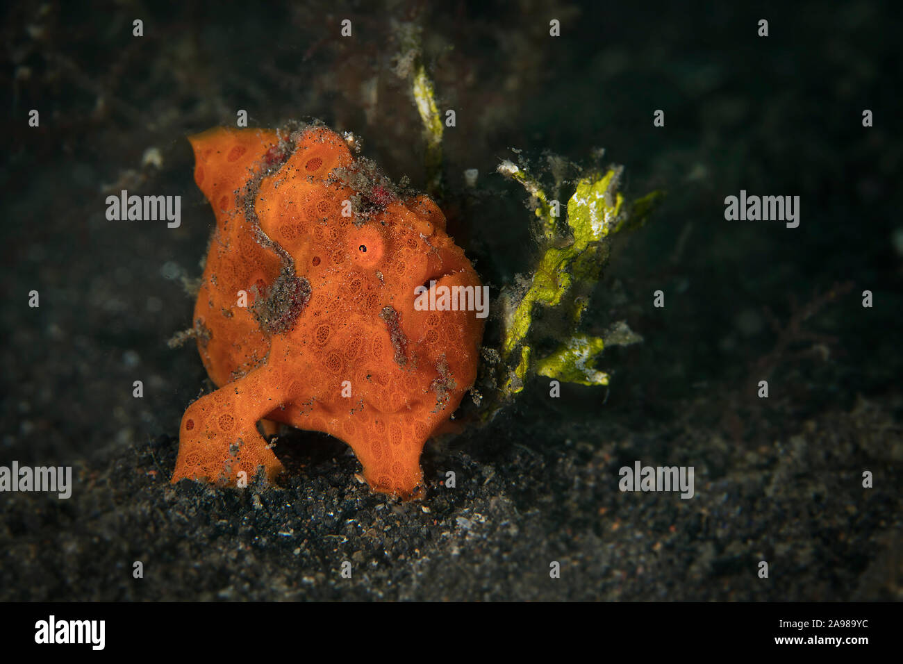 Frog underwater dive hi-res stock photography and images - Alamy