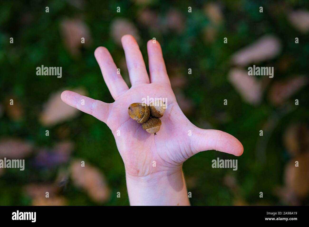 Three brown acorn in open child's hand Stock Photo - Alamy