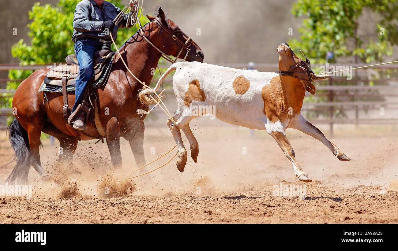 A calf being roped by a cowboy riding a horse during a team event at a ...