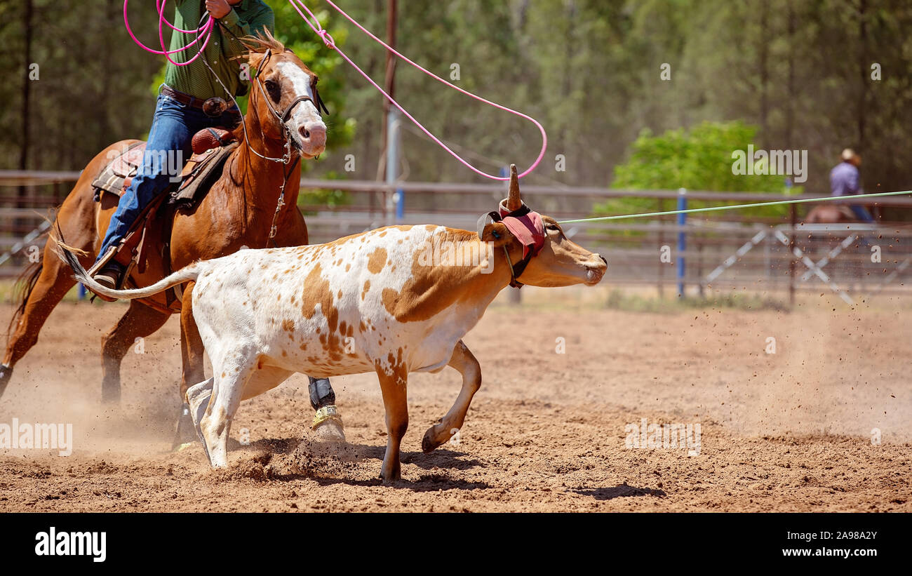 A cowboy on horseback attempts to loop a rope over a calf at a team ...
