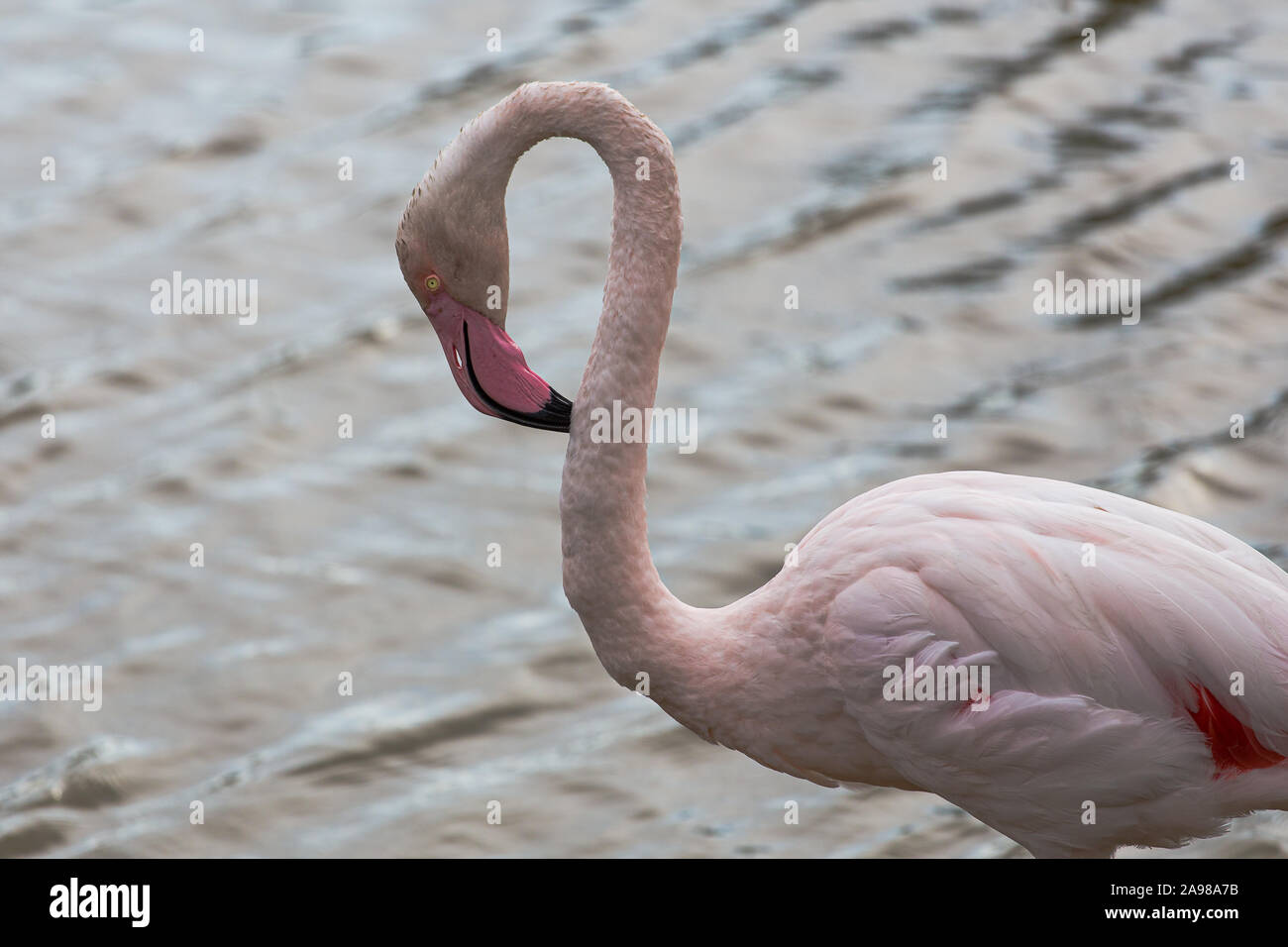 Portrait great bird hi-res stock photography and images - Alamy