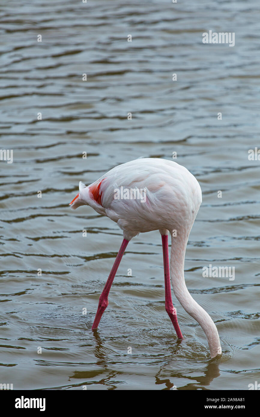 Great flamingo bird with head underwater fishing on a water lake in La ...