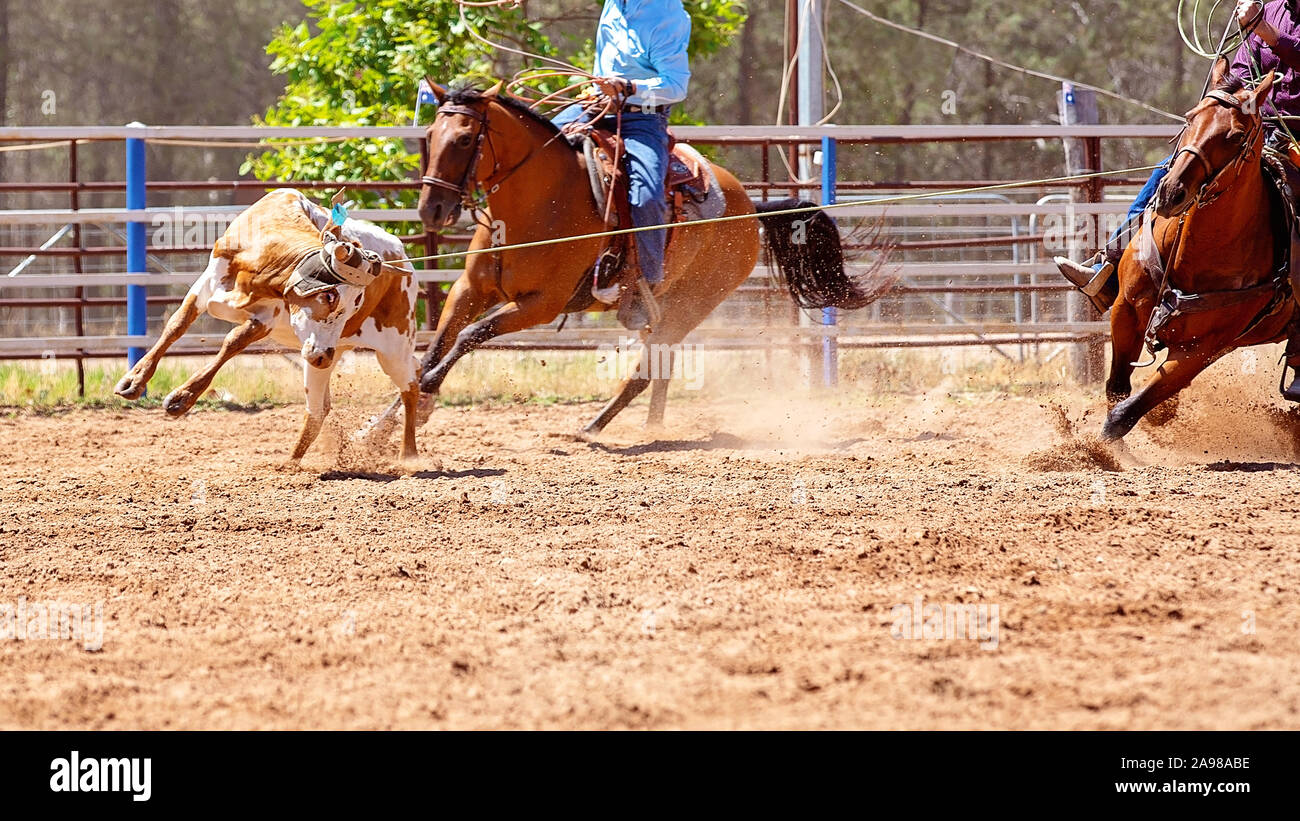 A horseback rider lassoing a calf during a team roping event at a ...