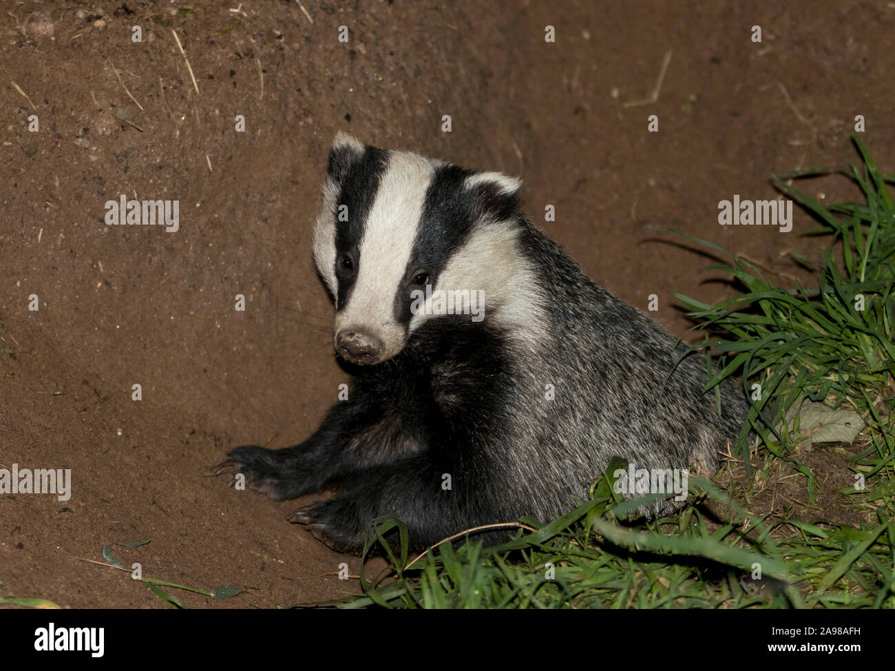 Two european badgers meles hi-res stock photography and images - Alamy