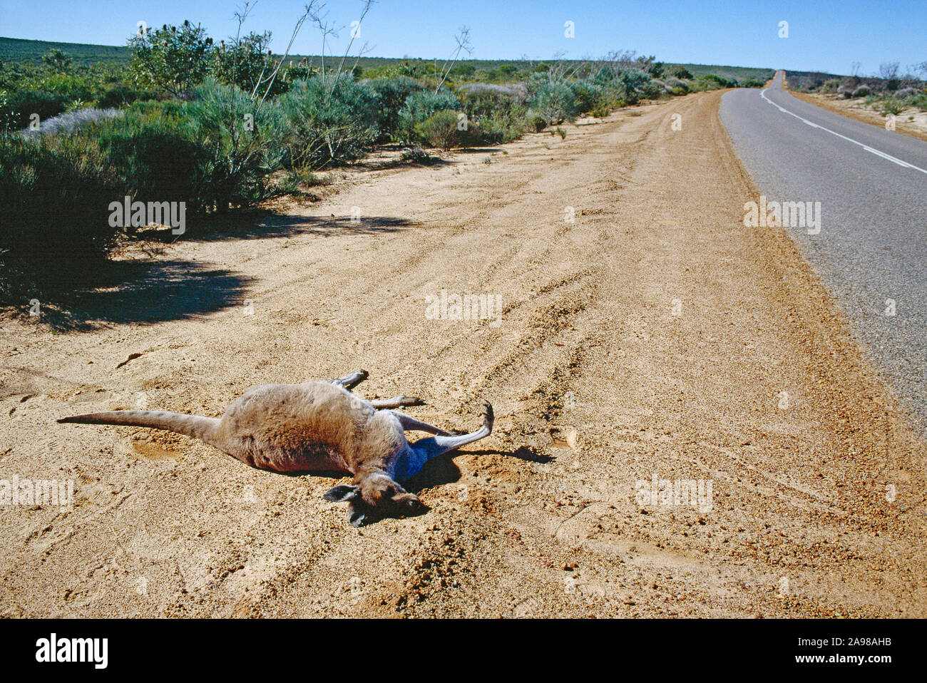 Kangaroo road kill hi-res stock photography and images - Alamy