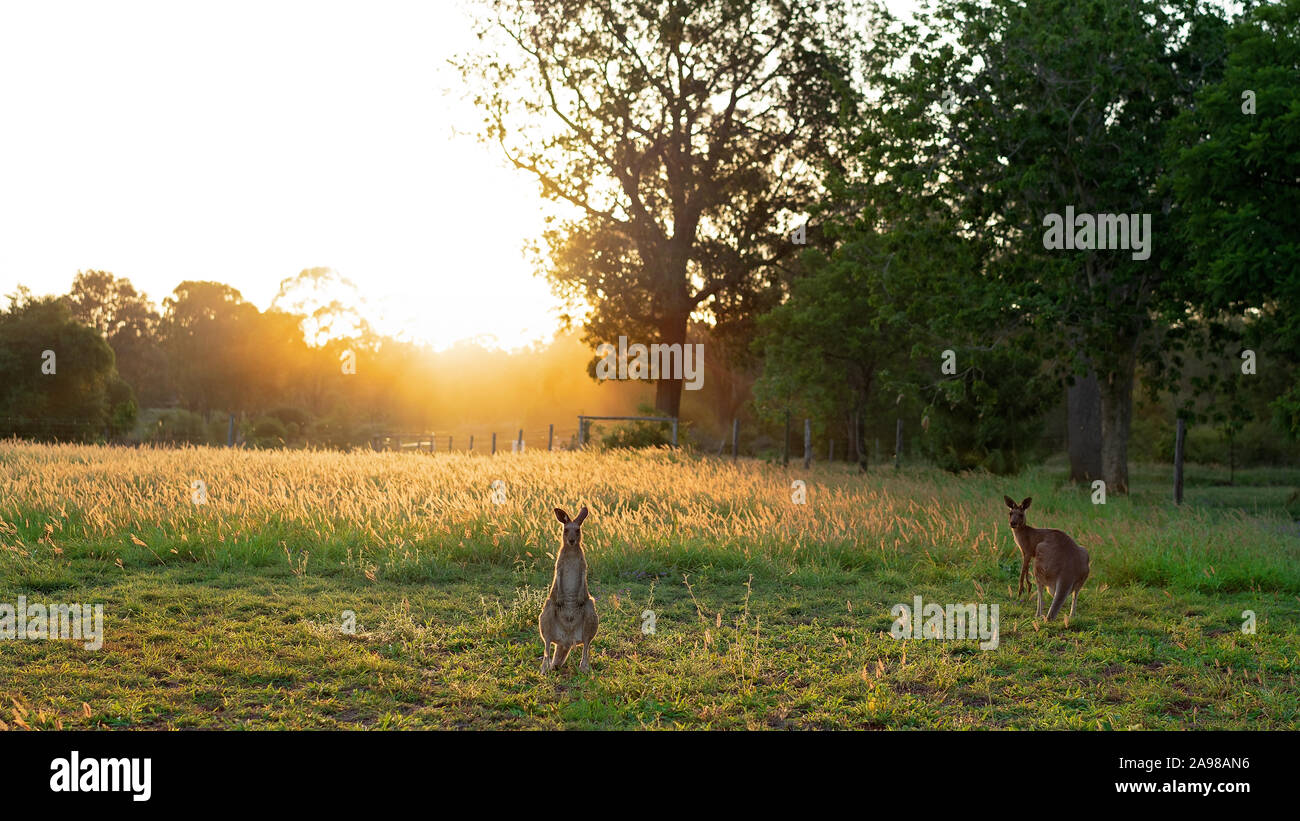 Australian kangaroos sunset in wild hi-res stock photography and images ...