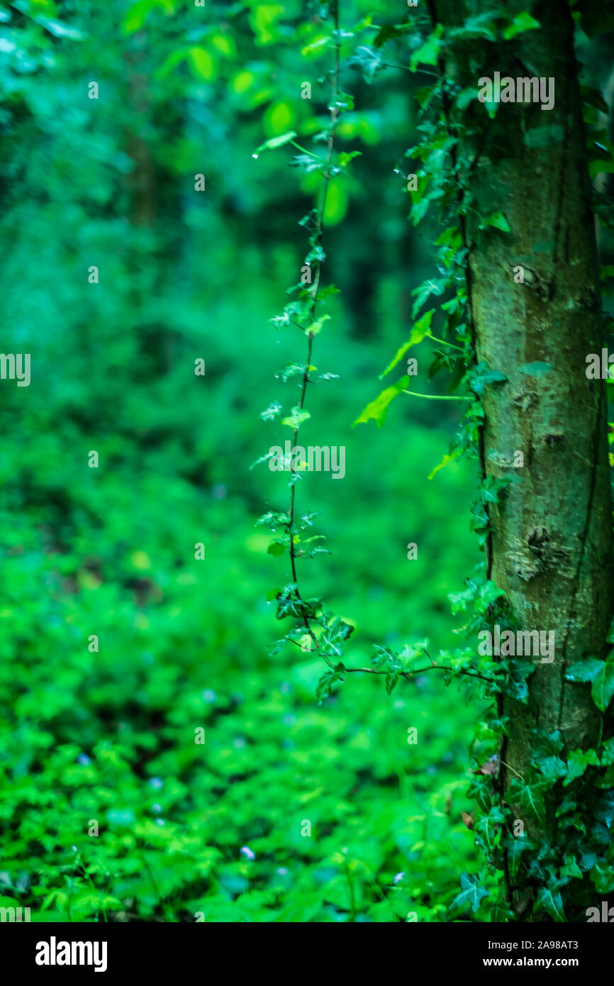 Green deep forest after rain Stock Photo - Alamy