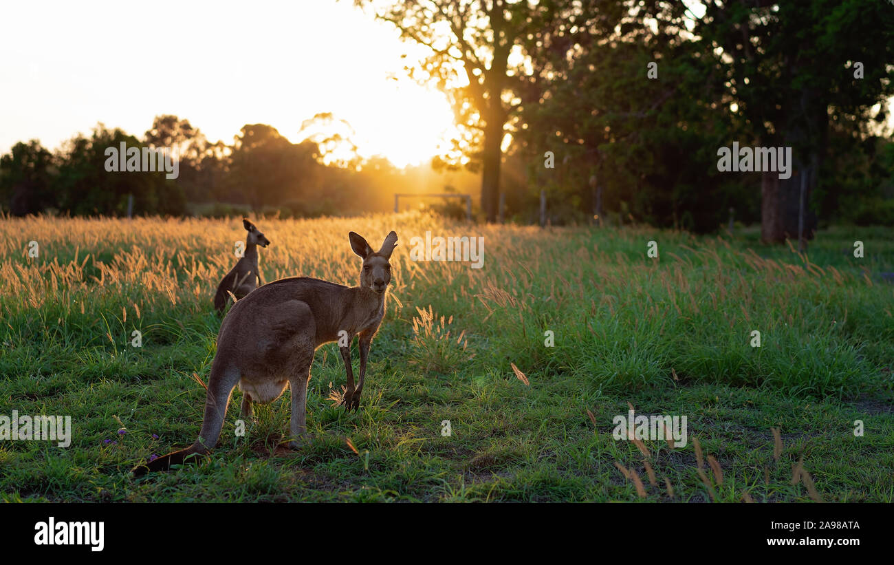 Two Australian kangaroos standing in a field bathed in the golden light ...