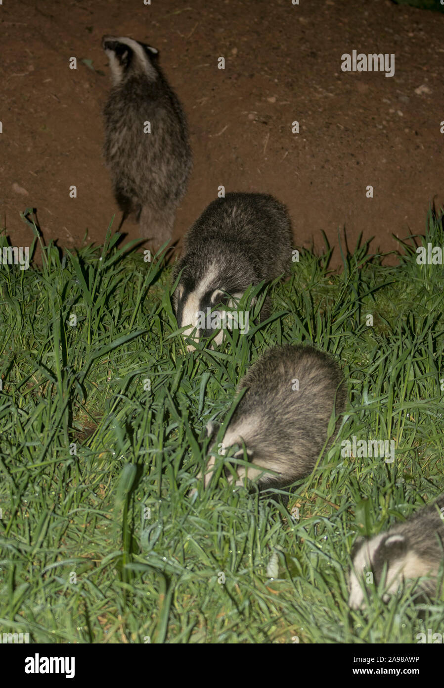 Badgers digging hi-res stock photography and images - Alamy