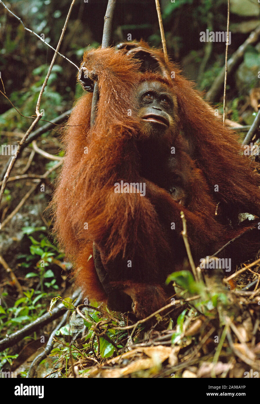 Primate borneo hi-res stock photography and images - Alamy
