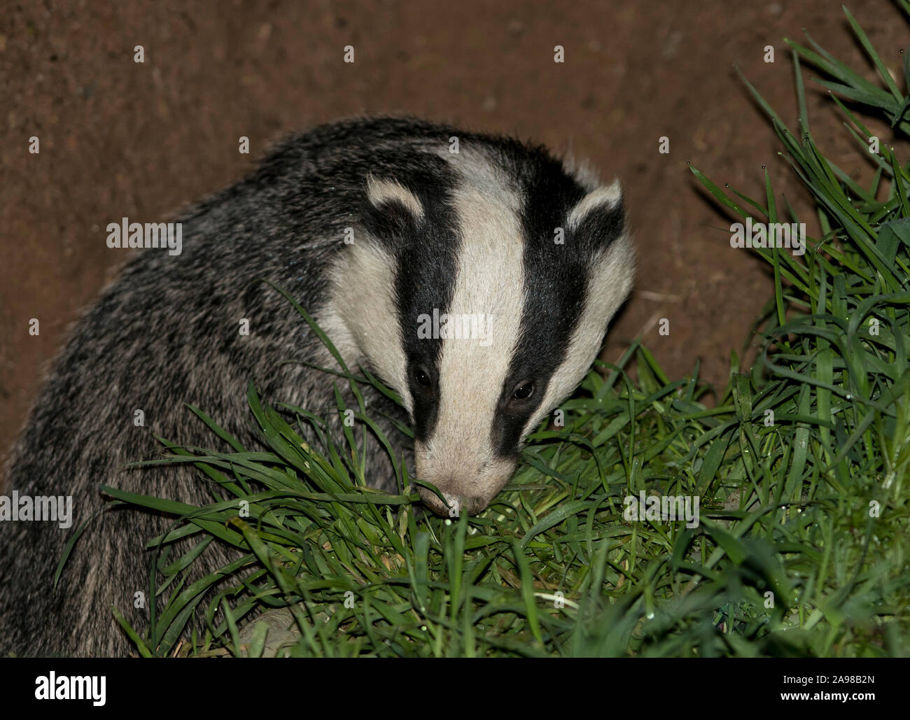 Snuffling for worms hi-res stock photography and images - Alamy