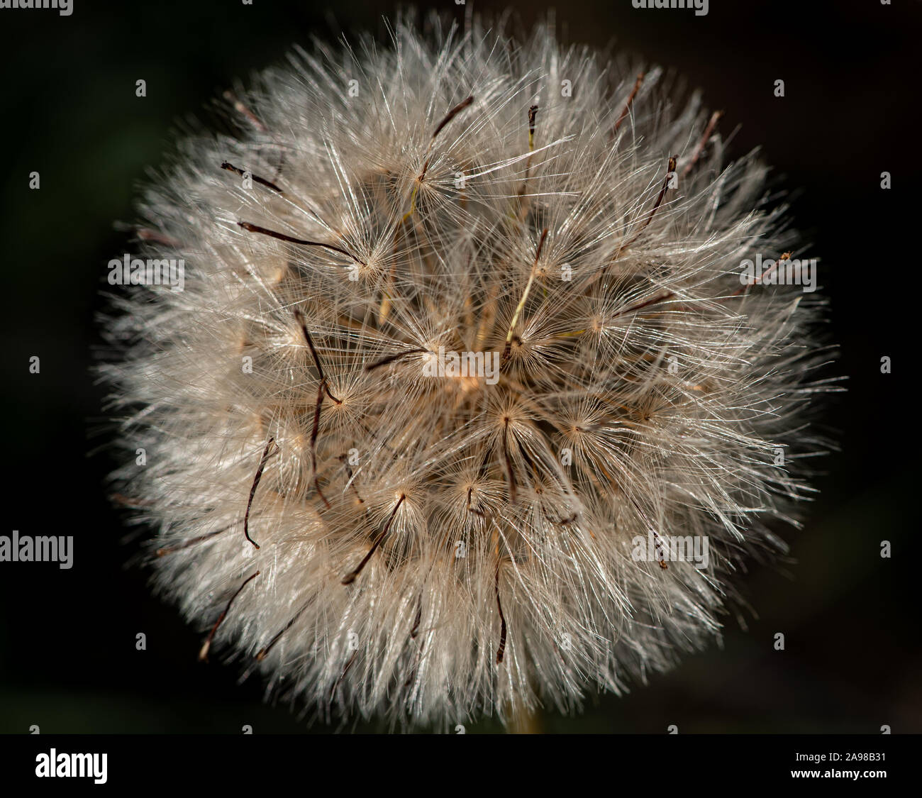 Wind dispersal of seeds hi-res stock photography and images - Alamy